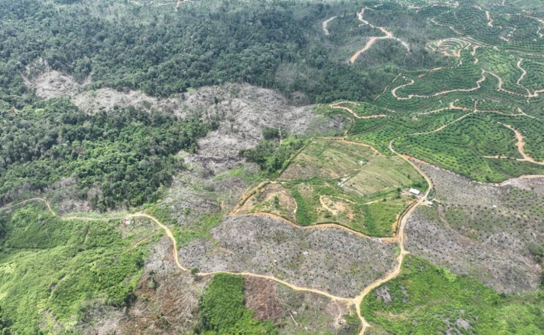 Dosen Unusa Tanggapi Isu Deforestasi: Ketegasan Negara Jadi Penentu Masa Depan Hutan Indonesia ...